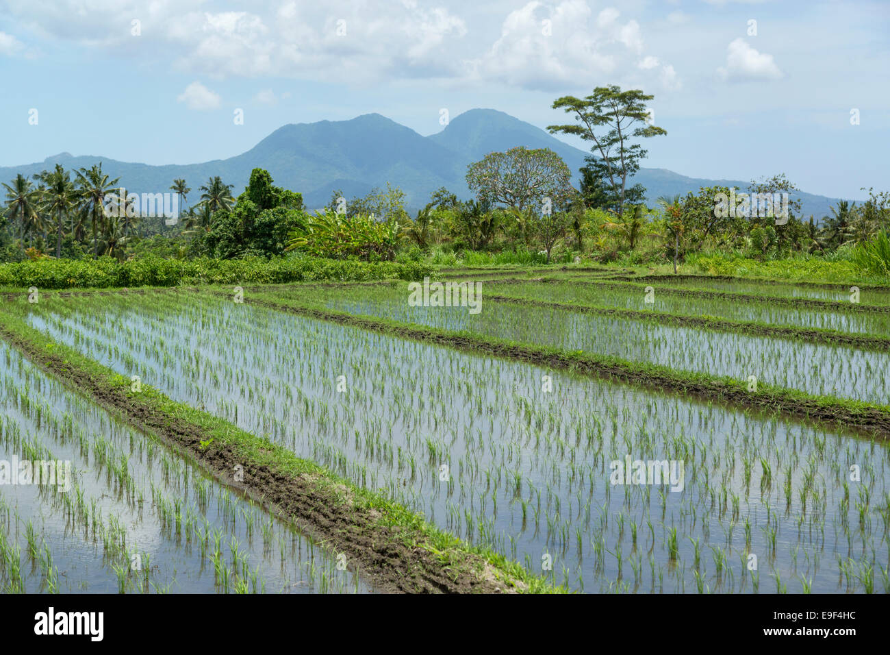 Rice paddy fields near Sedimen, Bali Stock Photo - Alamy