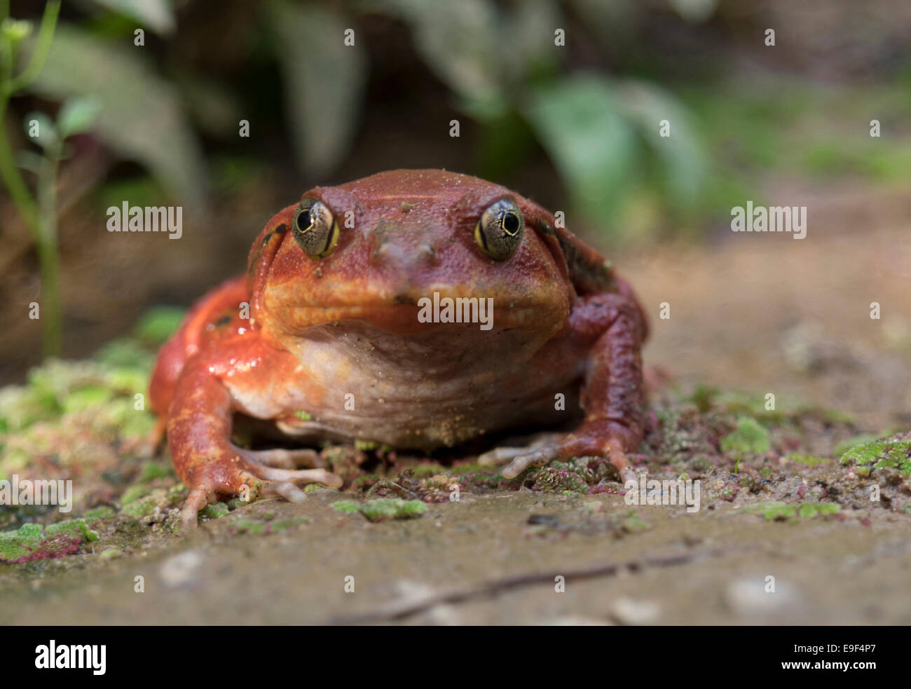Madagascan tomato frogs hi-res stock photography and images - Alamy