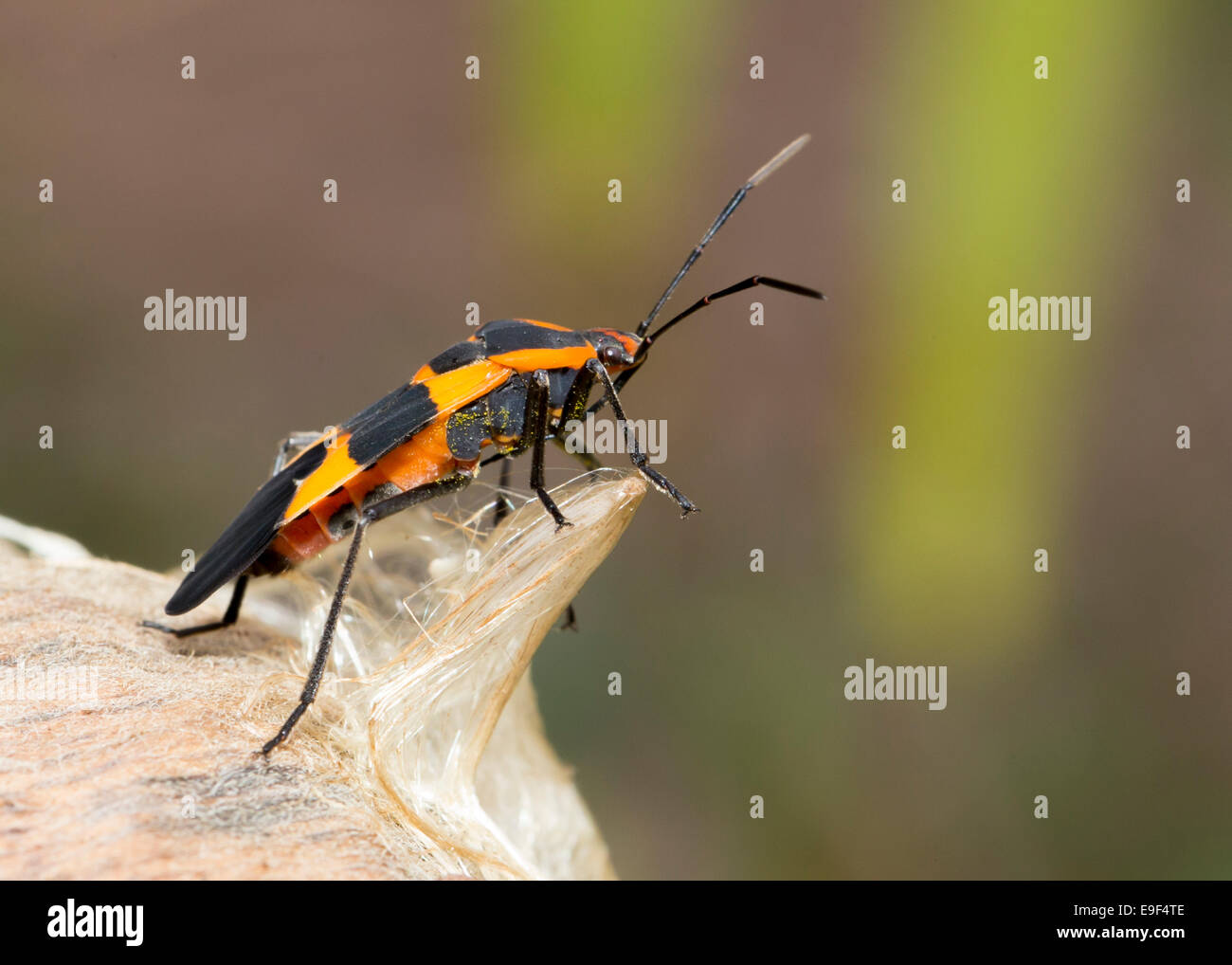 A milkweed bug Stock Photo - Alamy