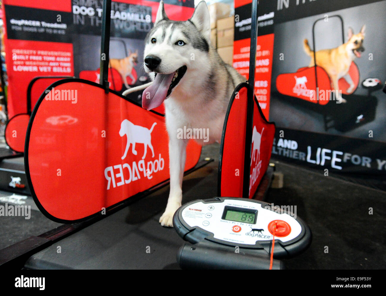 Brno, Czech Republic. 26th October, 2014. The European Dog Show for ...