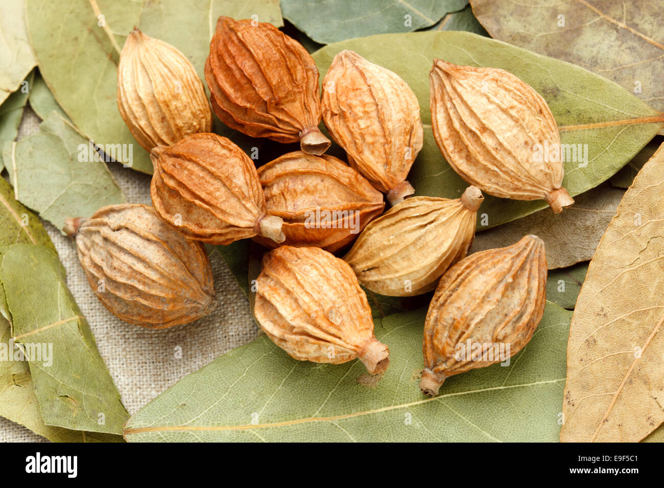 Amomum tsao ko hi-res stock photography and images - Alamy
