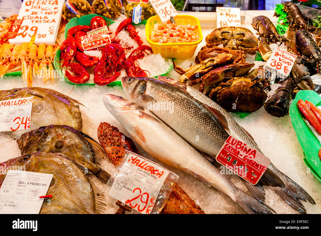 Peces de color hi-res stock photography and images - Alamy