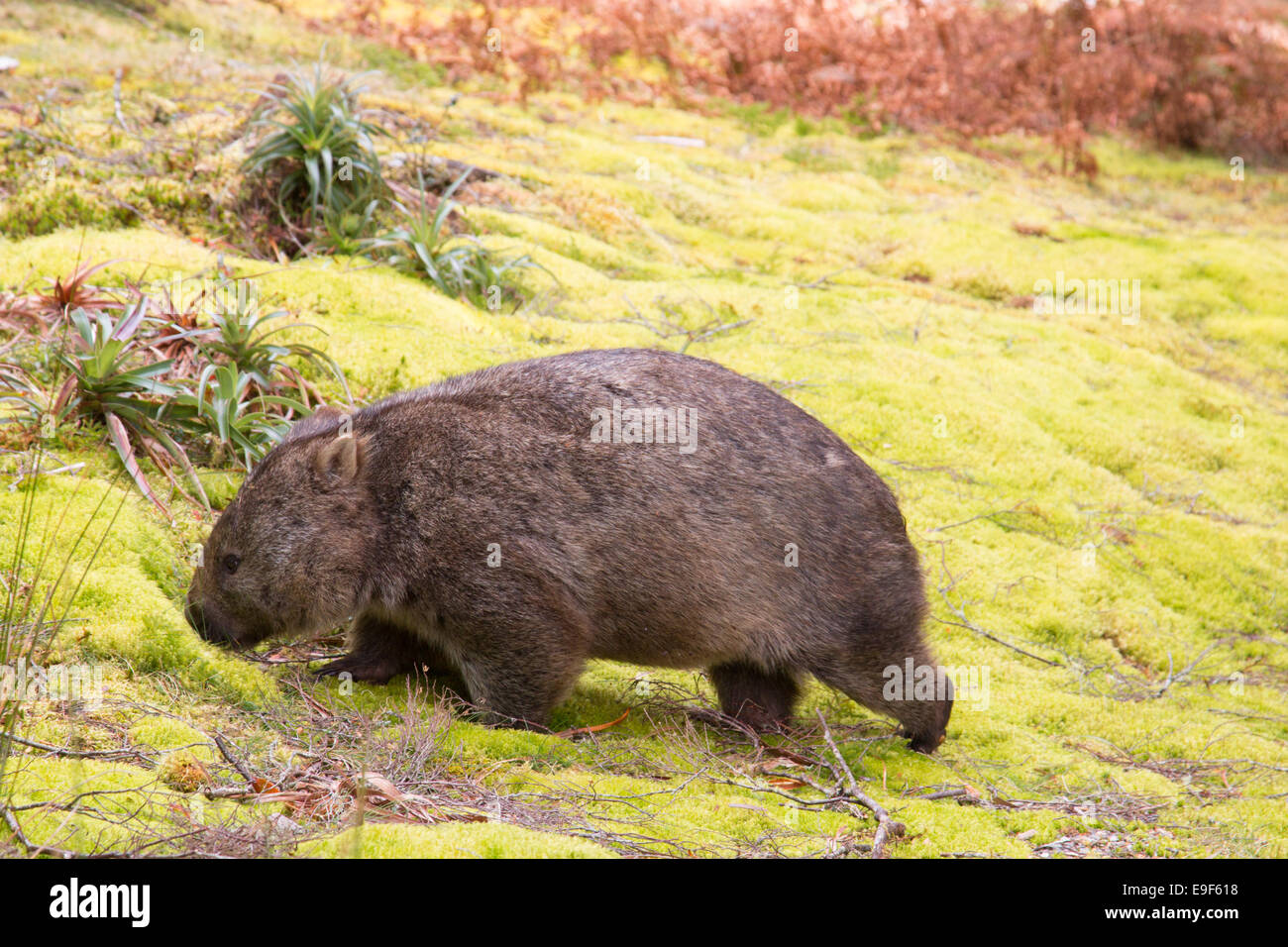 common wombat (Vombatus ursinus), also known as the coarse-haired ...