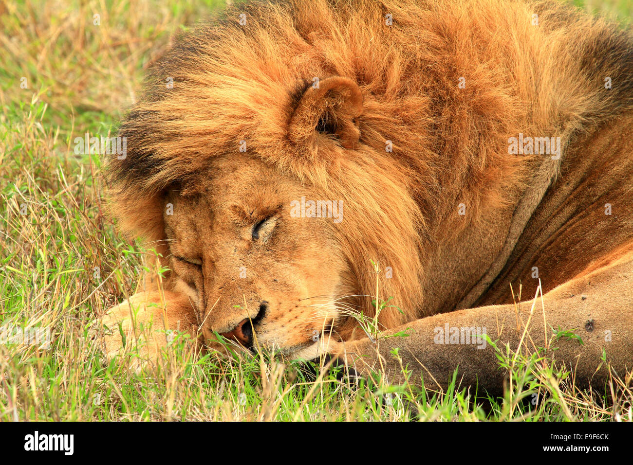 Tanzania (Ngorongoro crater): lion Stock Photo - Alamy