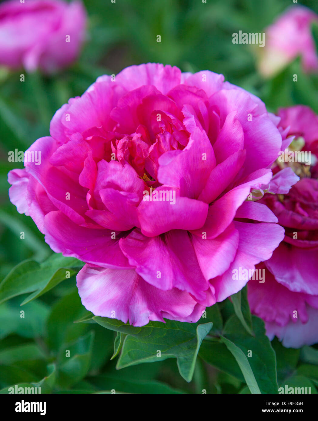 Peony planting hi-res stock photography and images - Alamy
