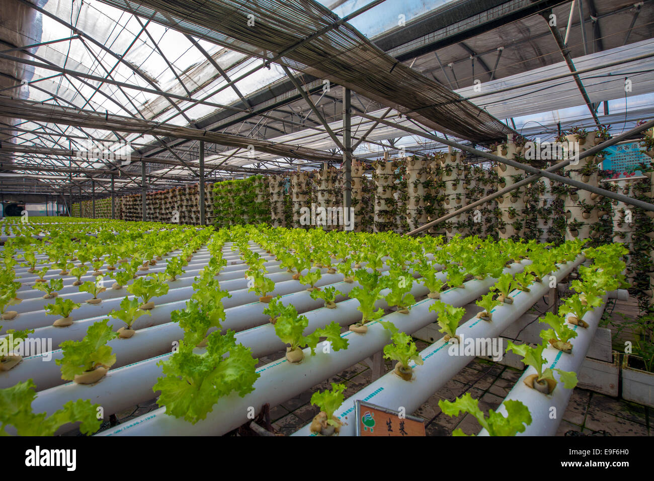 Soilless hi-res stock photography and images - Alamy