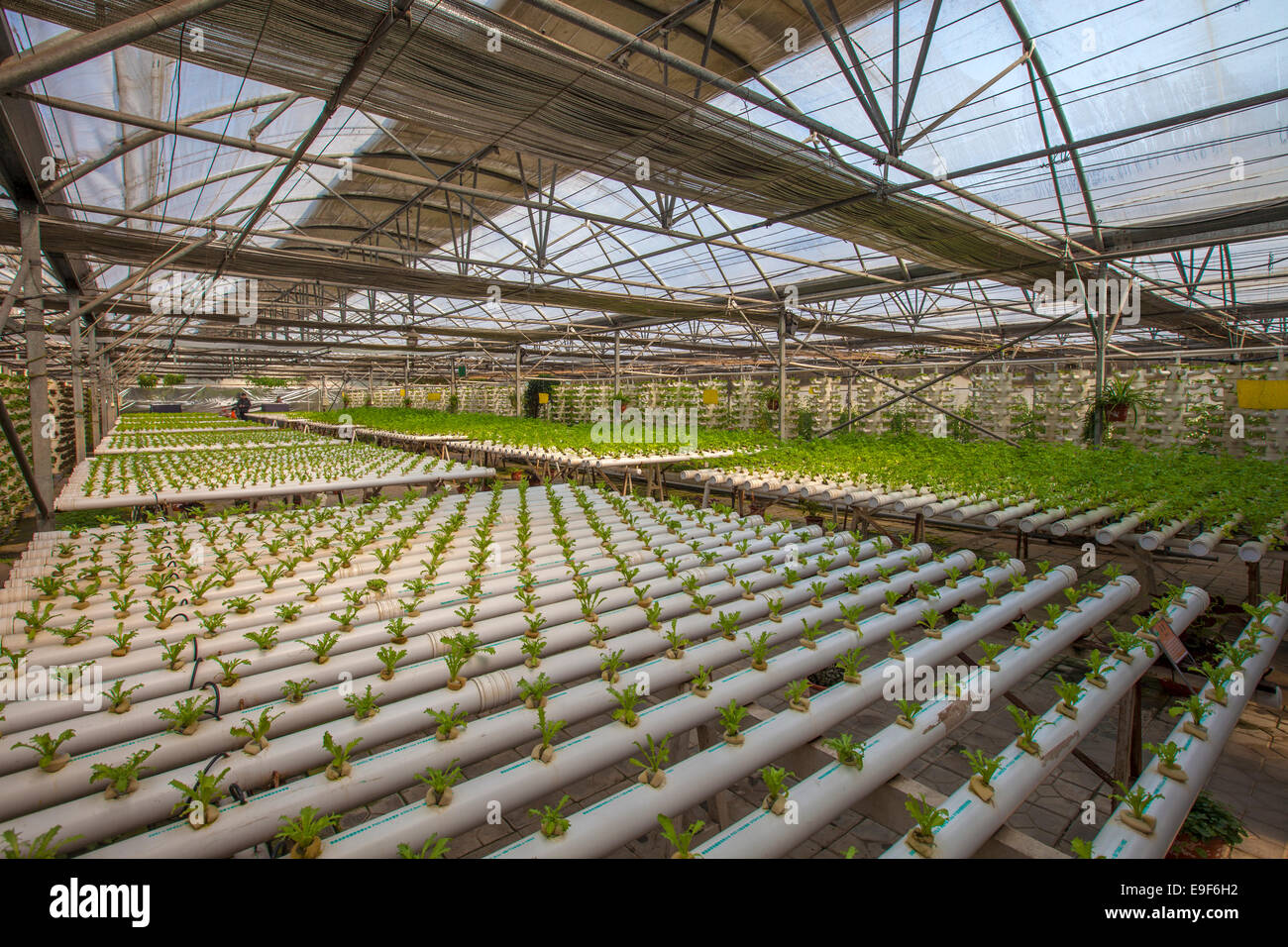 Soilless cultivation hi-res stock photography and images - Alamy