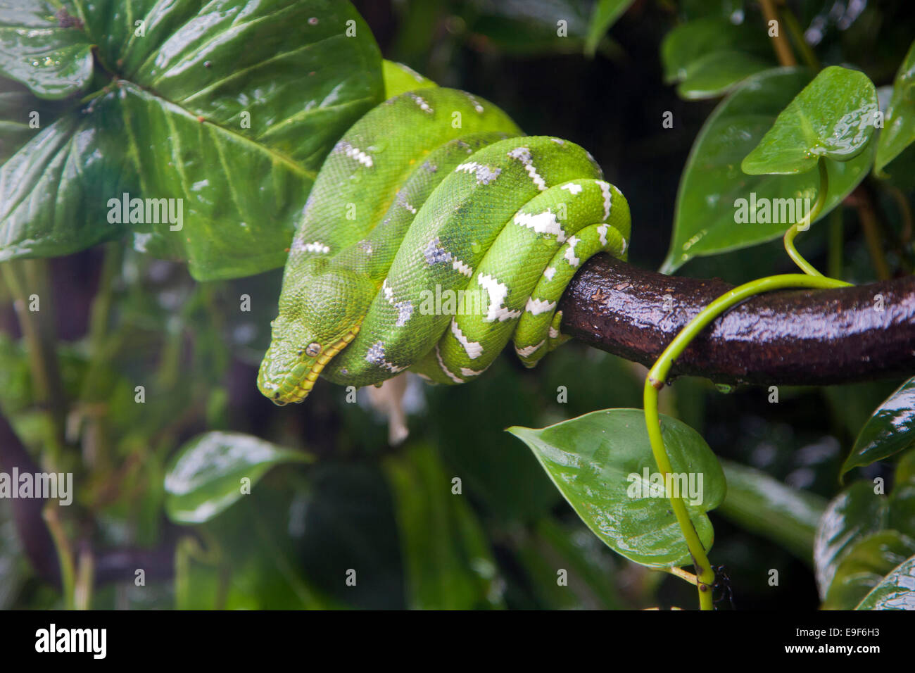 Green sea snake hi-res stock photography and images - Alamy