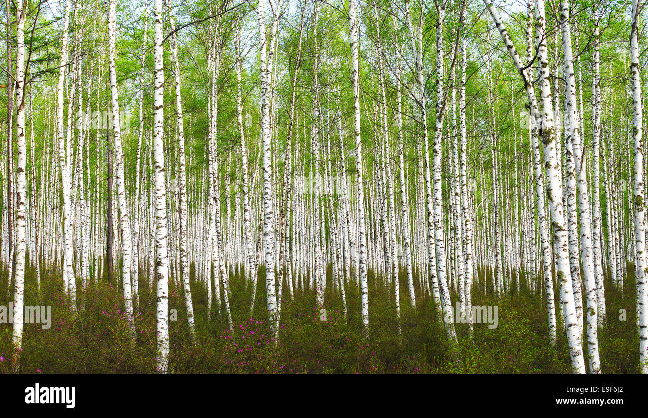 Landmark silver birch hi-res stock photography and images - Alamy