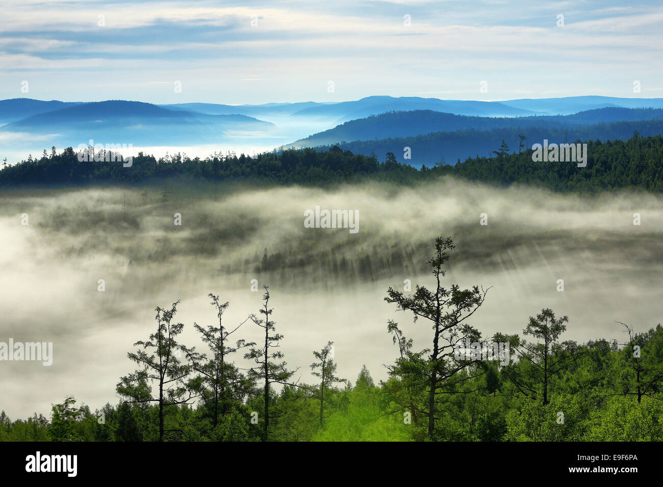 Virgin forest hi-res stock photography and images - Alamy