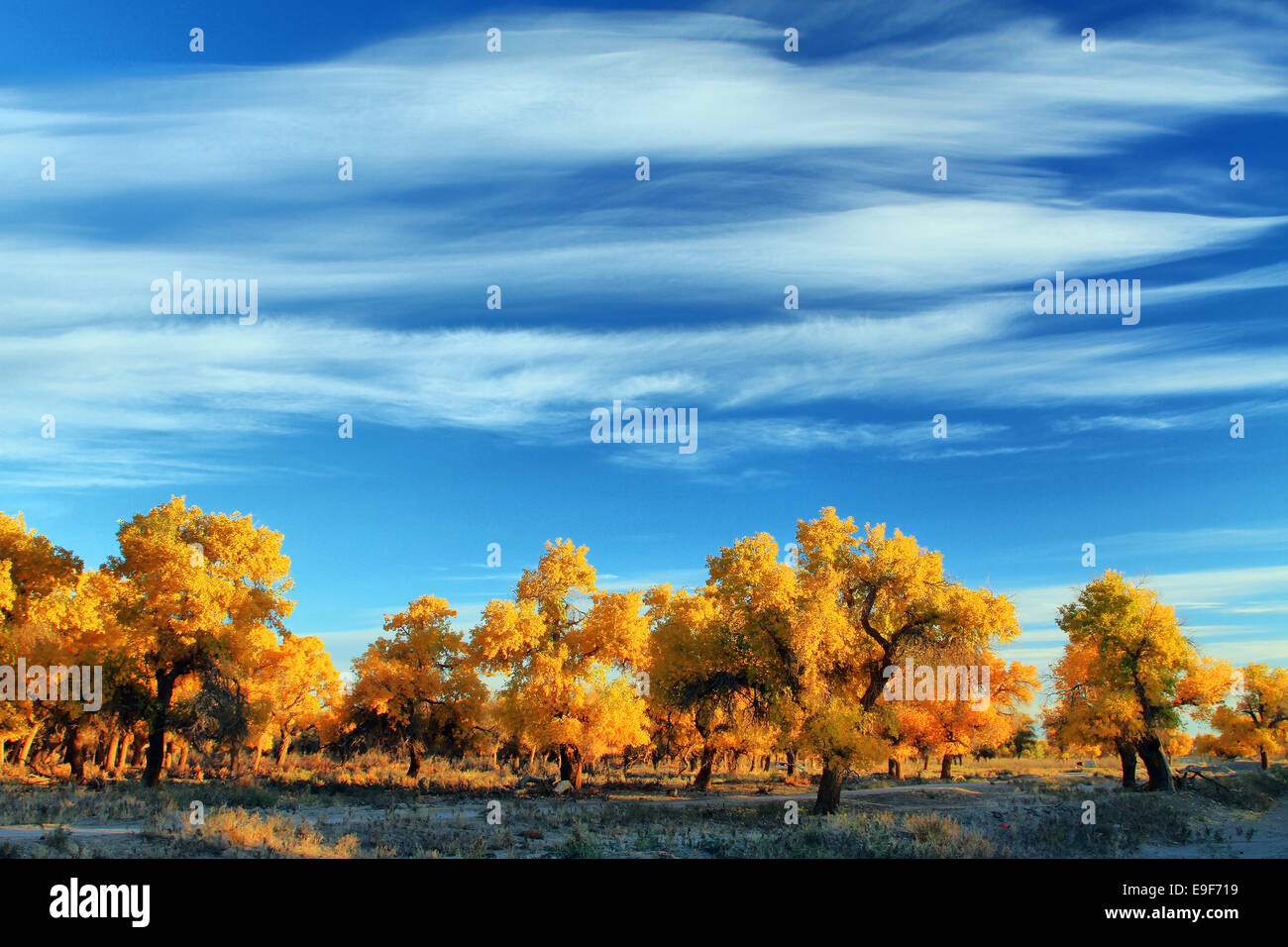 China tree planting inner mongolia hi-res stock photography and images ...