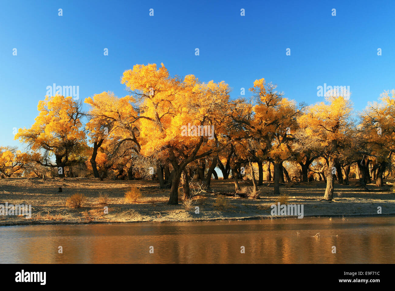 China tree planting inner mongolia hi-res stock photography and images ...