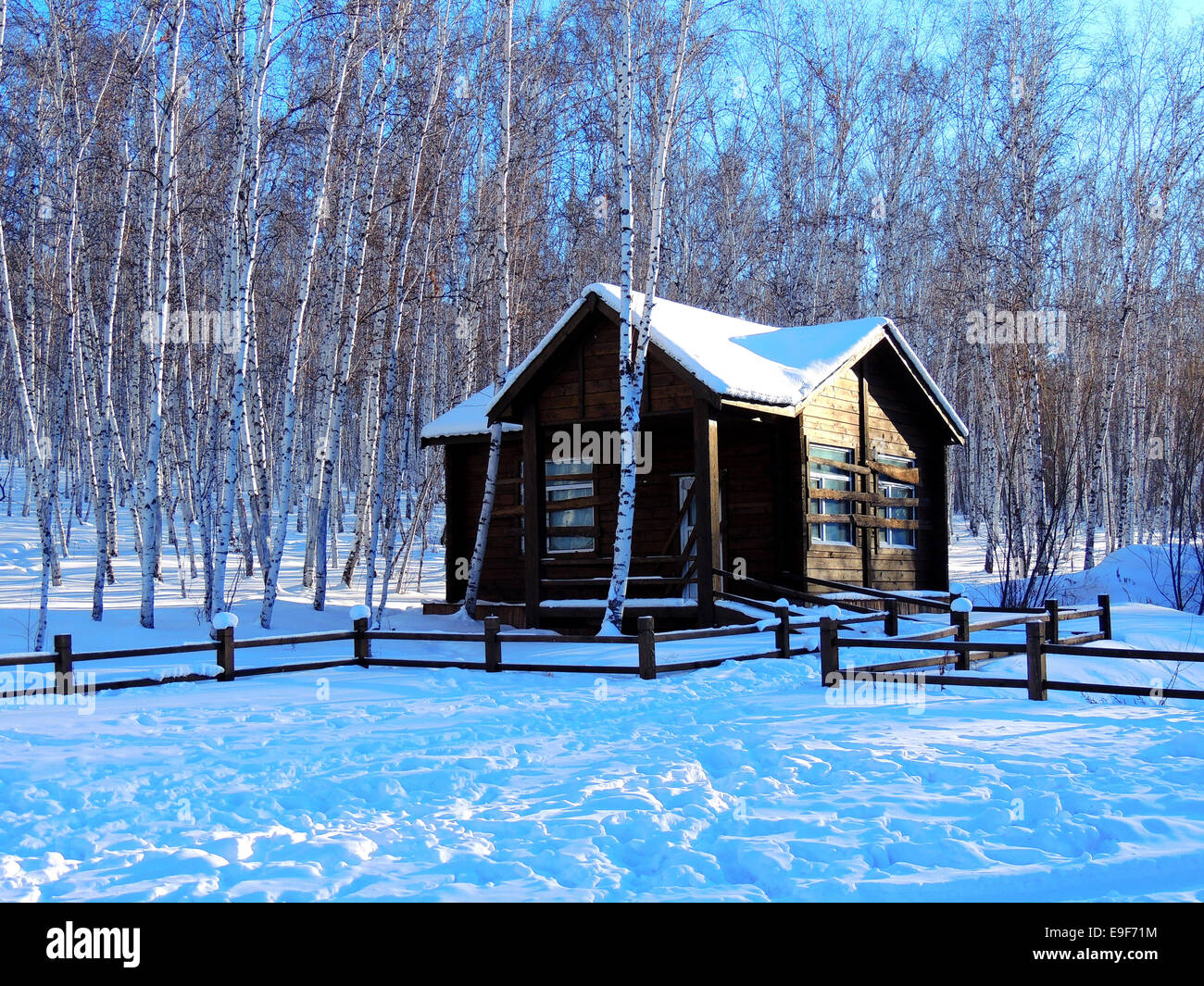 Birch forest huts Stock Photo - Alamy