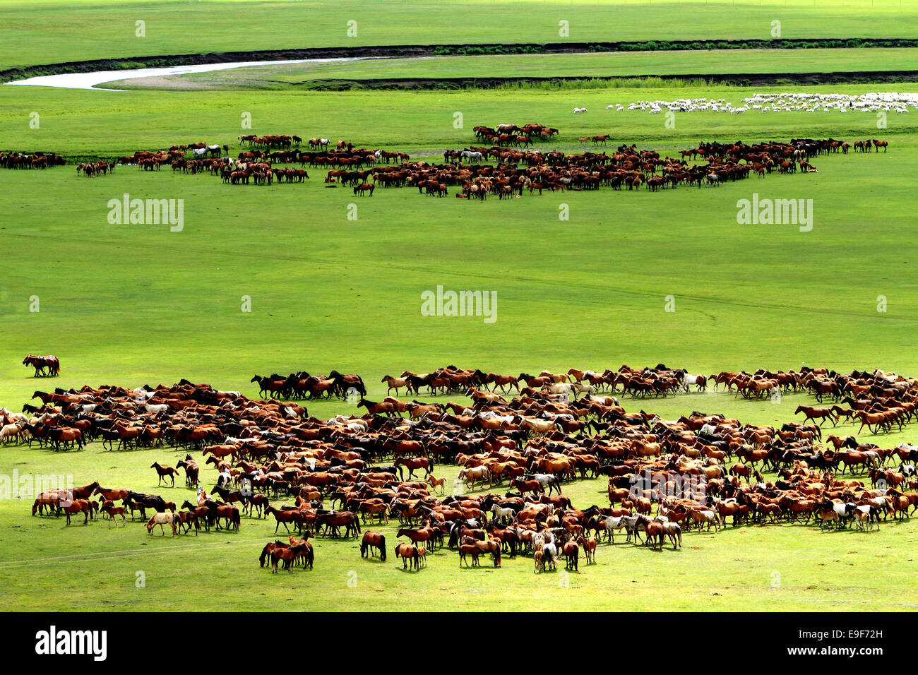 Livestock on the grasslands of Inner Mongolia Stock Photo - Alamy