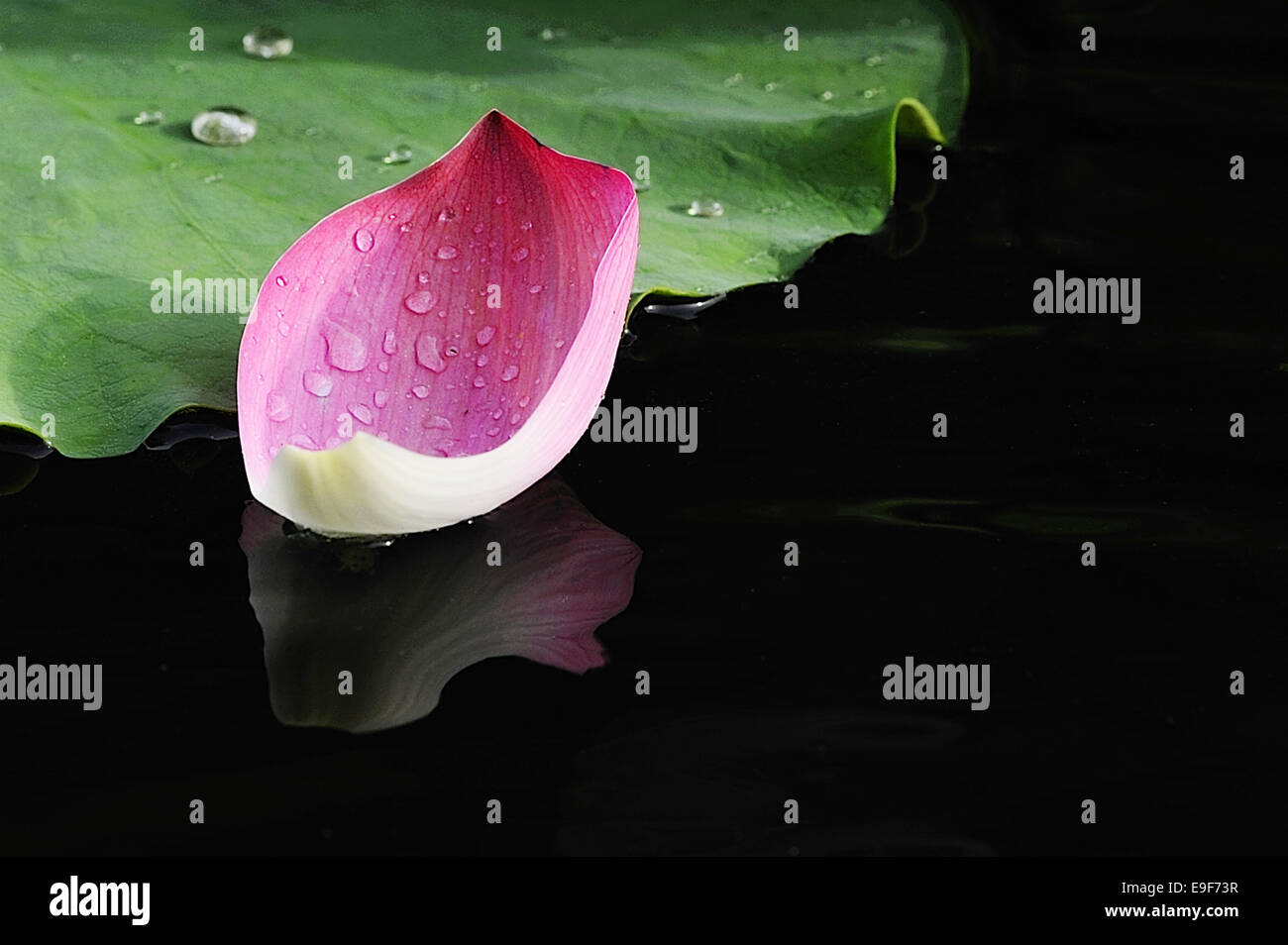 Lotus petals hi-res stock photography and images - Alamy
