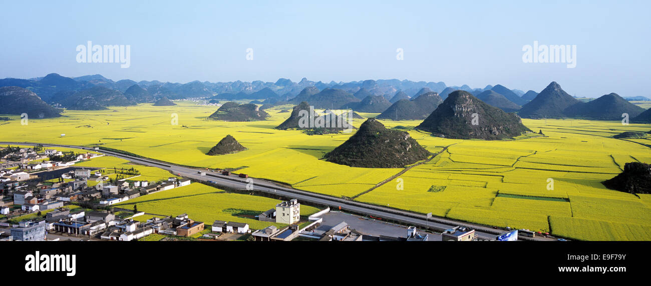 Luoping 's canola flower Stock Photo - Alamy