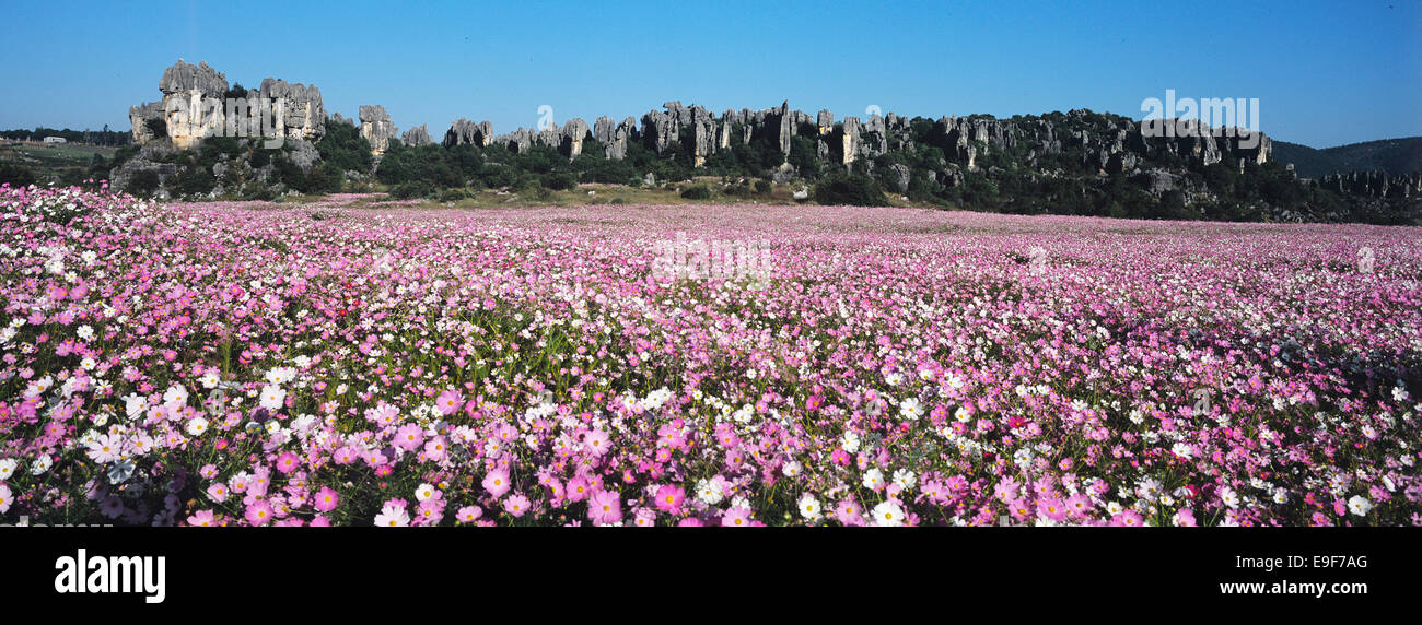 Indigenous cosmos hi-res stock photography and images - Alamy