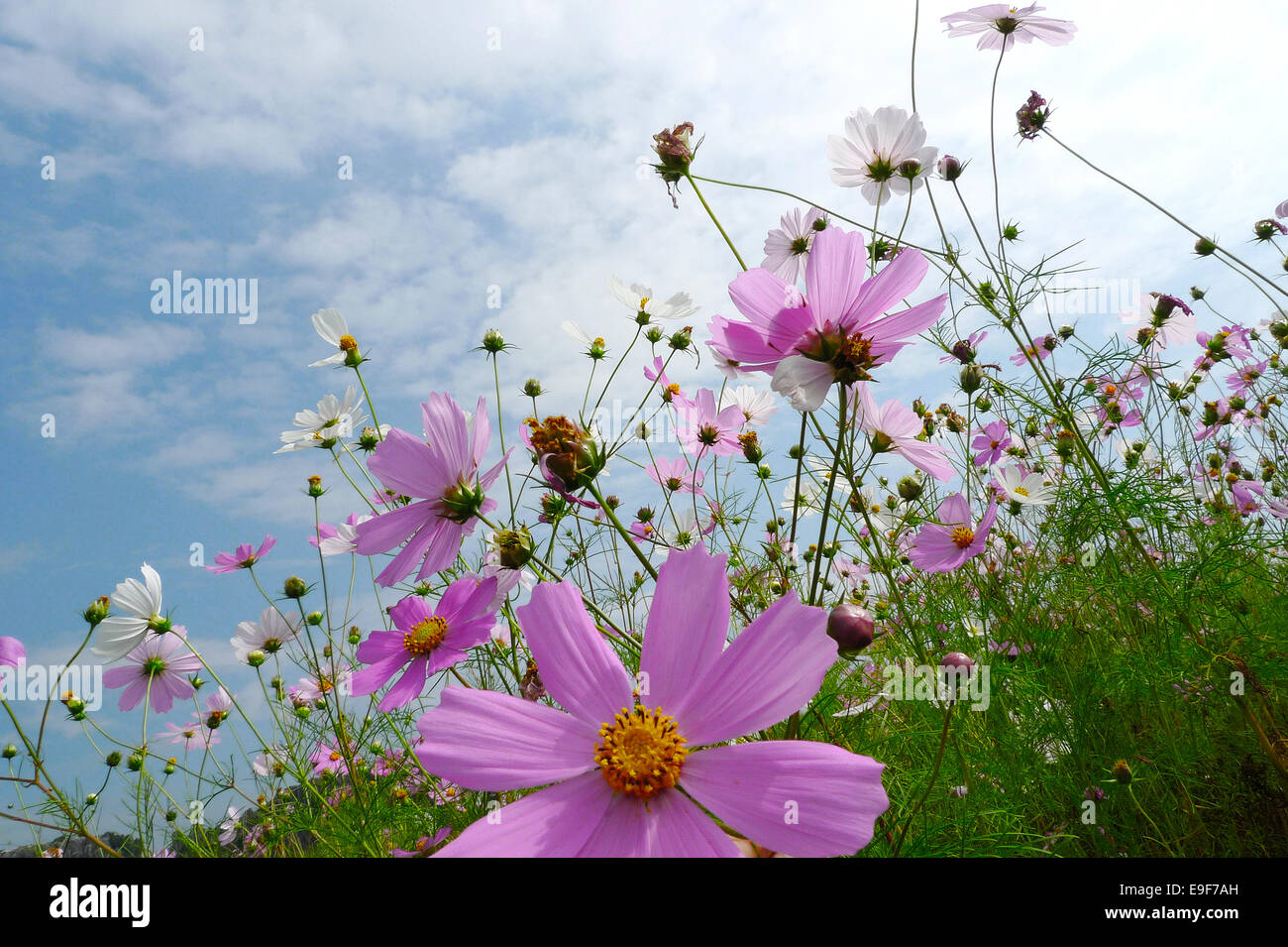 Indigenous cosmos hi-res stock photography and images - Alamy