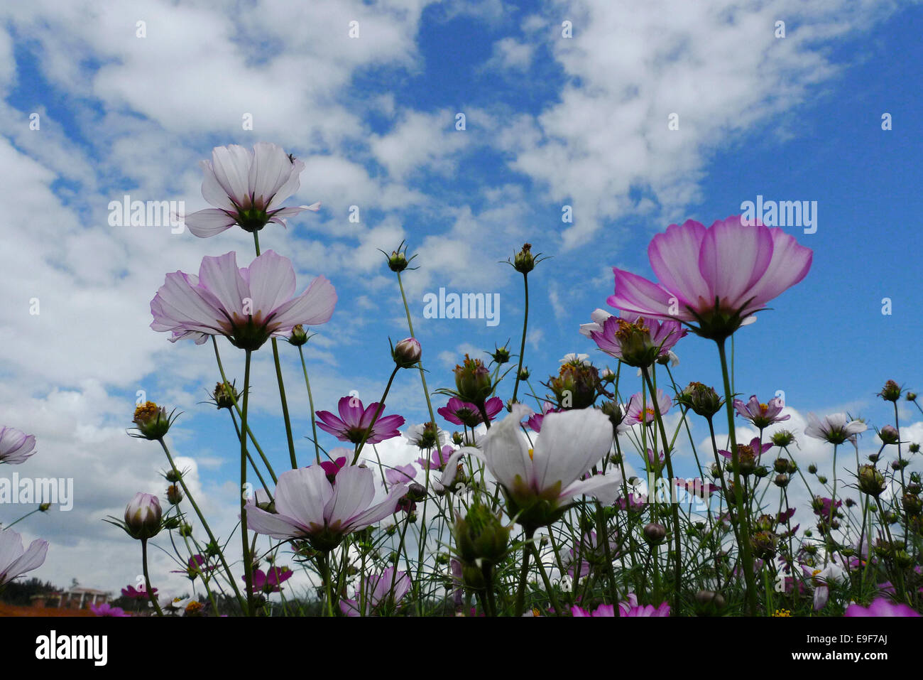 Indigenous cosmos hi-res stock photography and images - Alamy