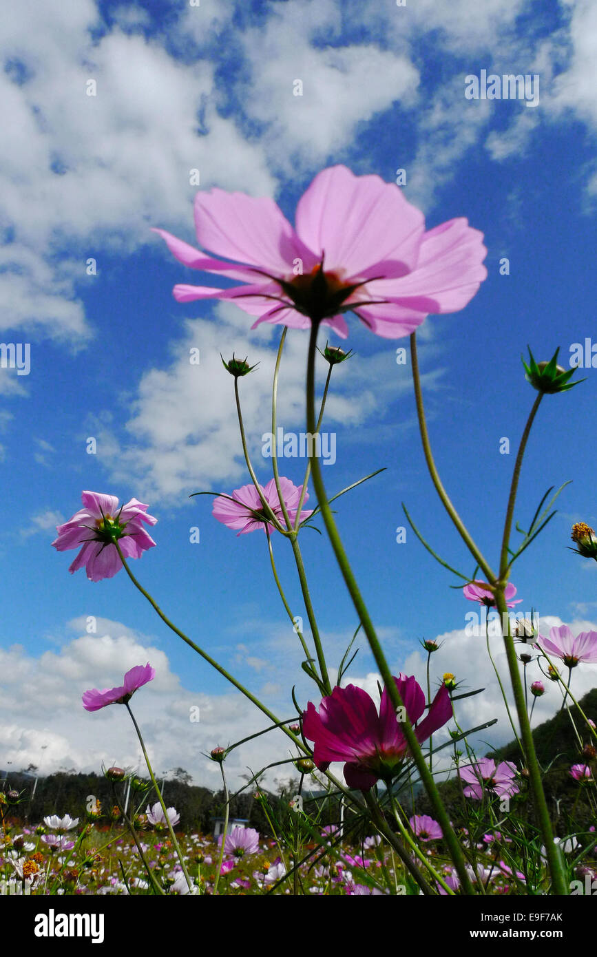 Indigenous cosmos hi-res stock photography and images - Alamy