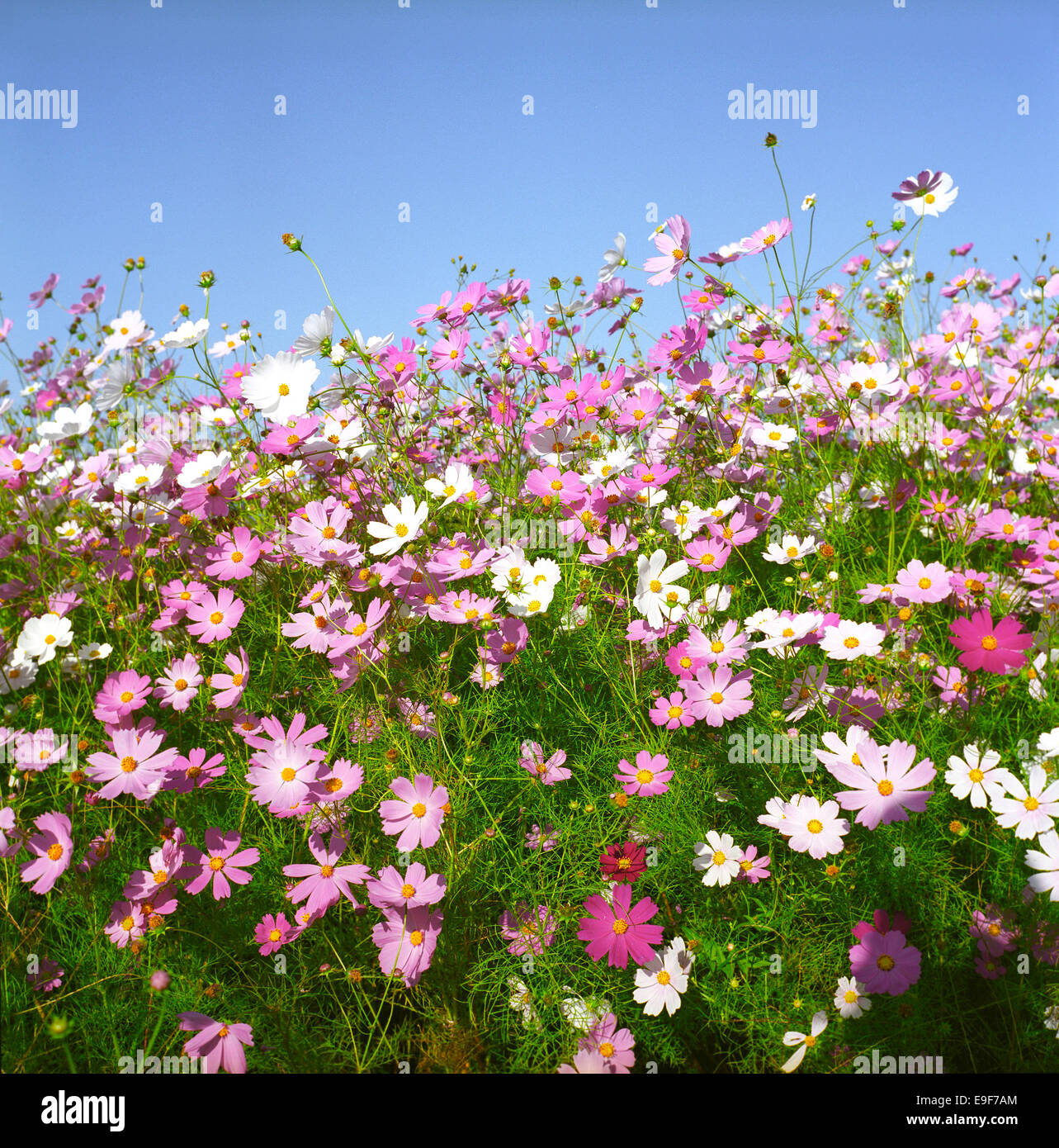 Indigenous cosmos hi-res stock photography and images - Alamy