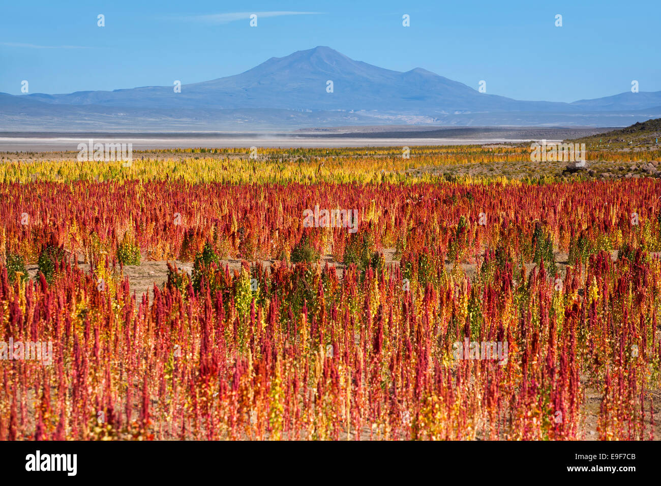 Field quinoa hi-res stock photography and images - Alamy
