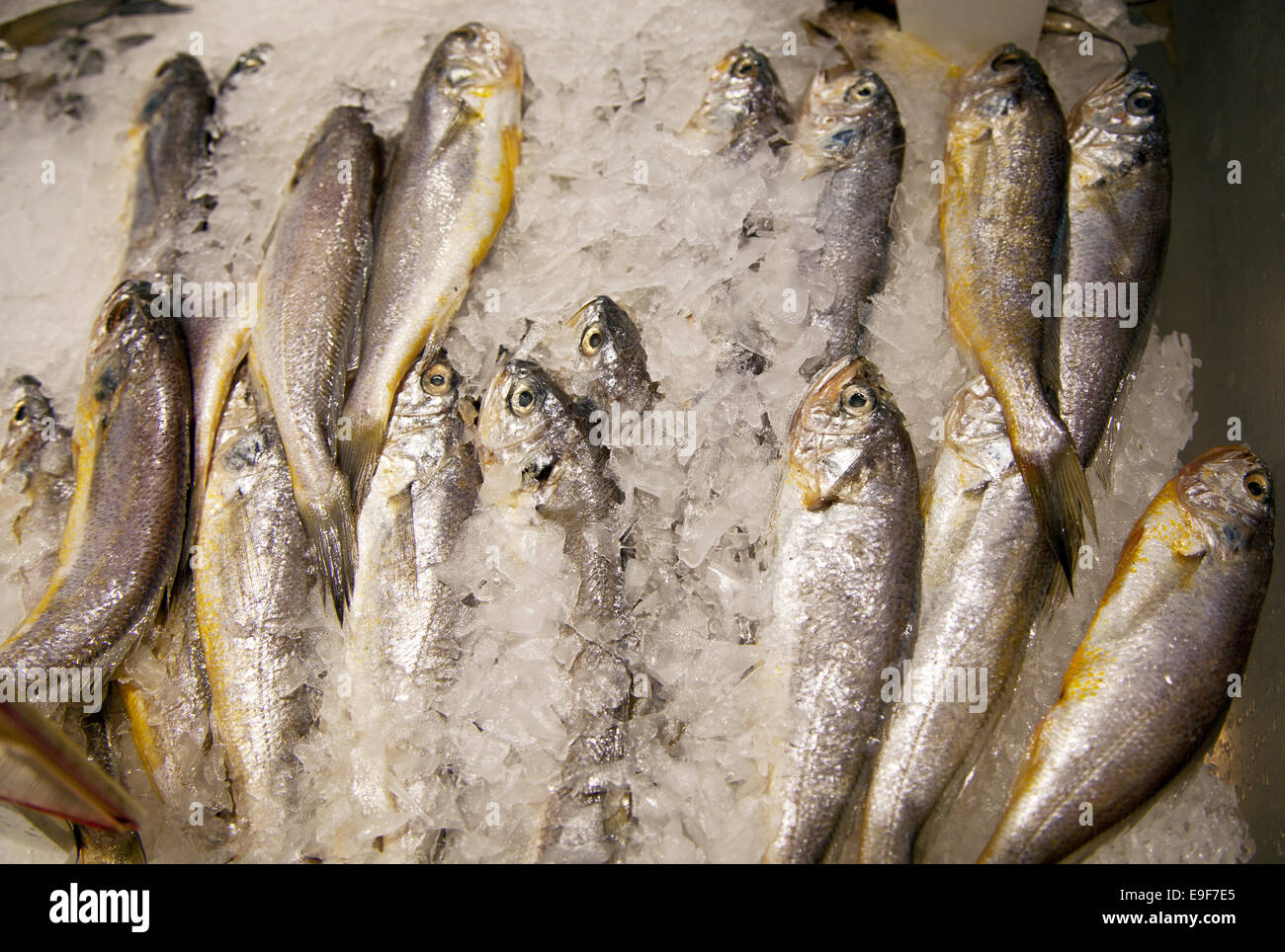 Zhoushan plum fish Stock Photo - Alamy