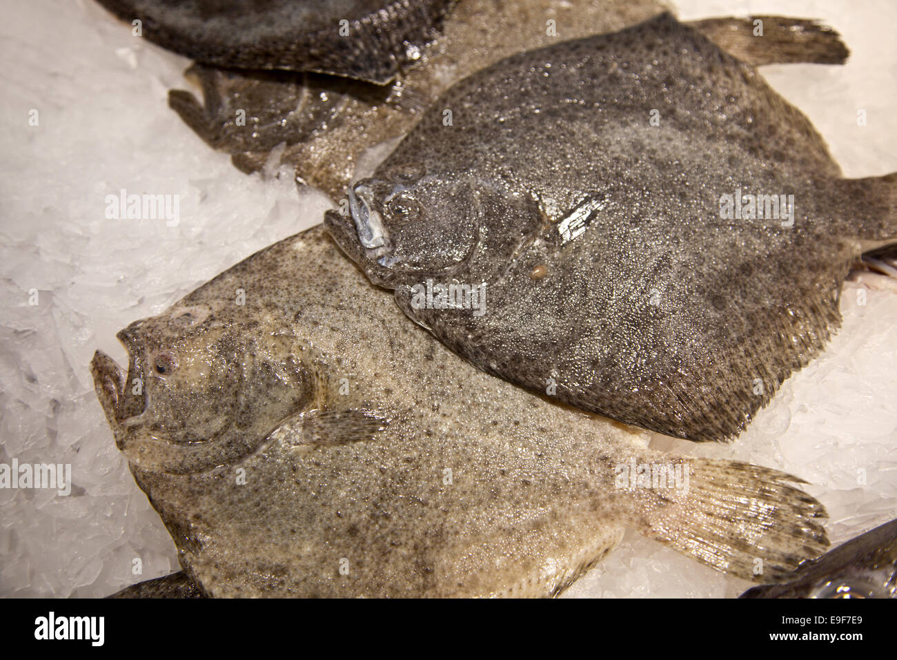 Zhoushan fish hi-res stock photography and images - Alamy