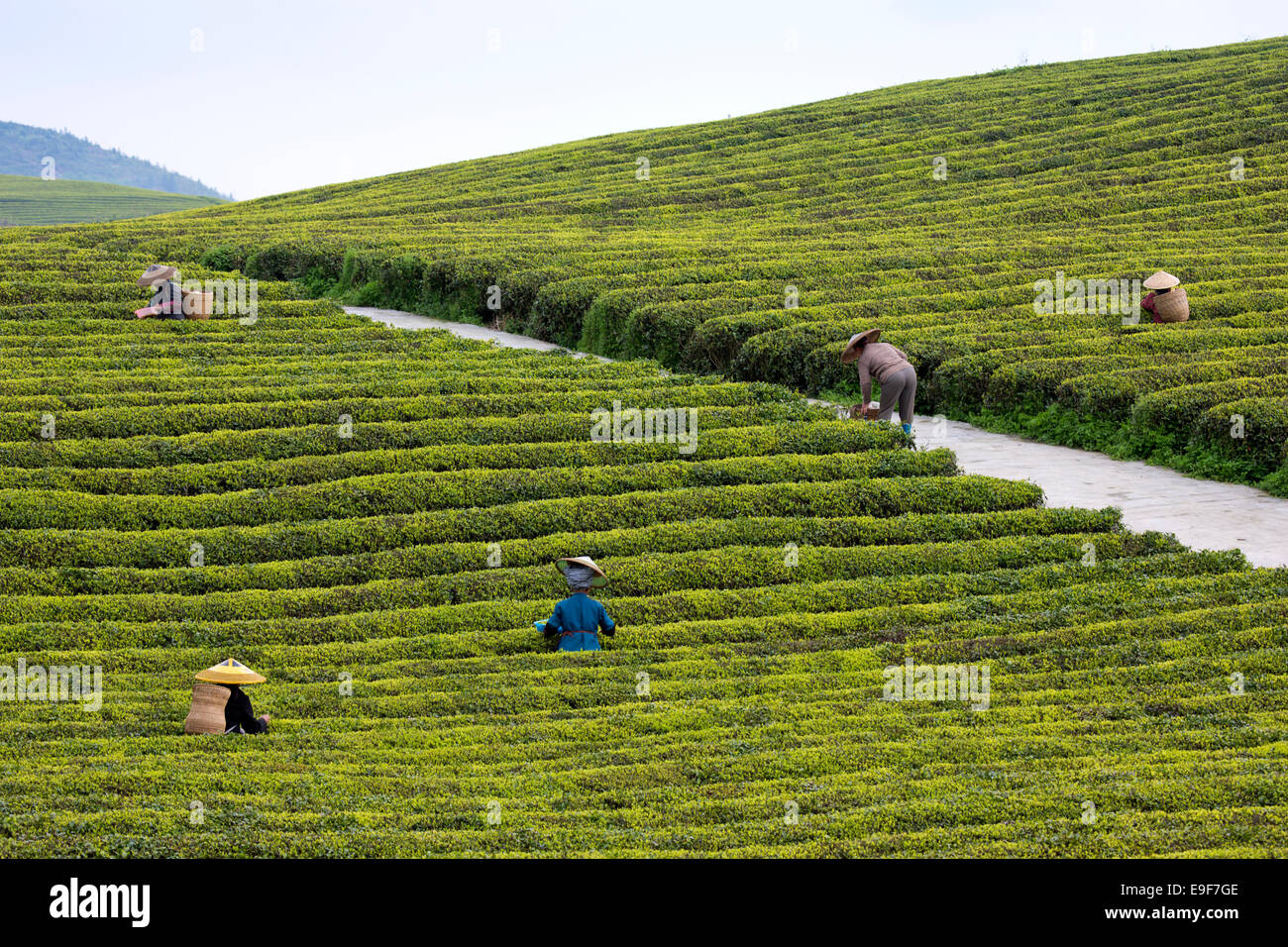 Women working tea garden hi-res stock photography and images - Alamy