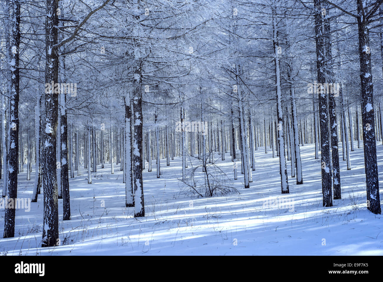 Inner mongolia with snow hi-res stock photography and images - Alamy