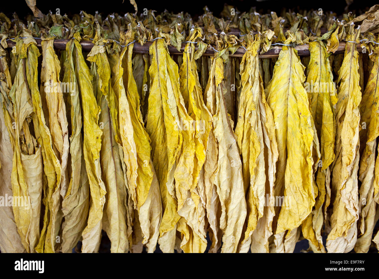 Drying tobacco hi-res stock photography and images - Alamy