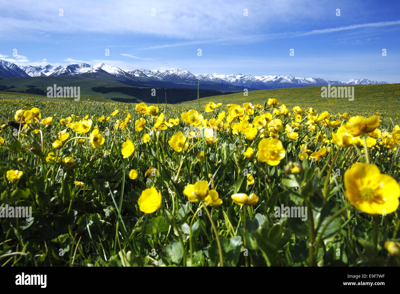 Tianshan pastures full of flowers Stock Photo - Alamy