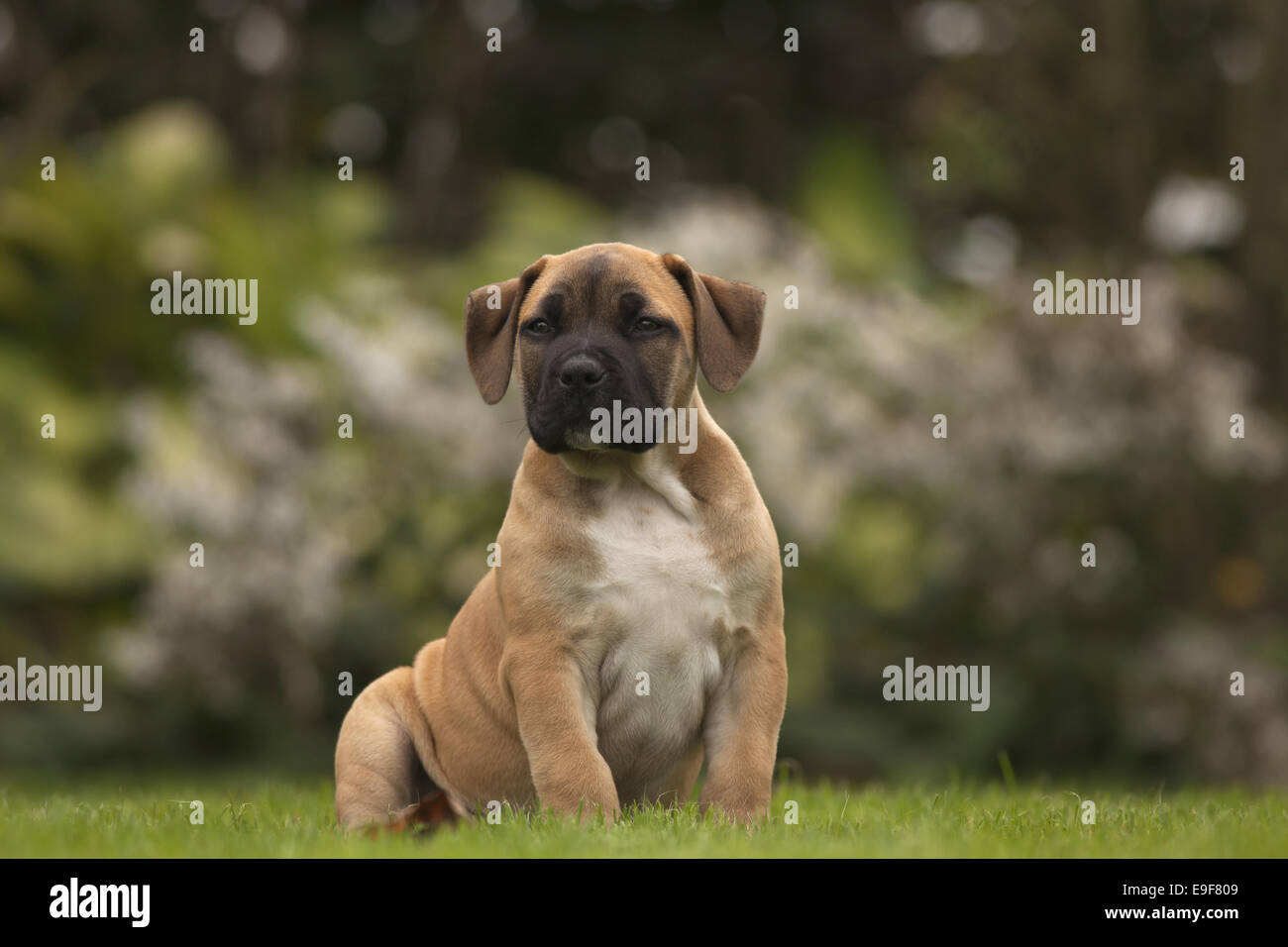 Farmer's dog (Burbull) puppy close up in the garden with a blurred ...