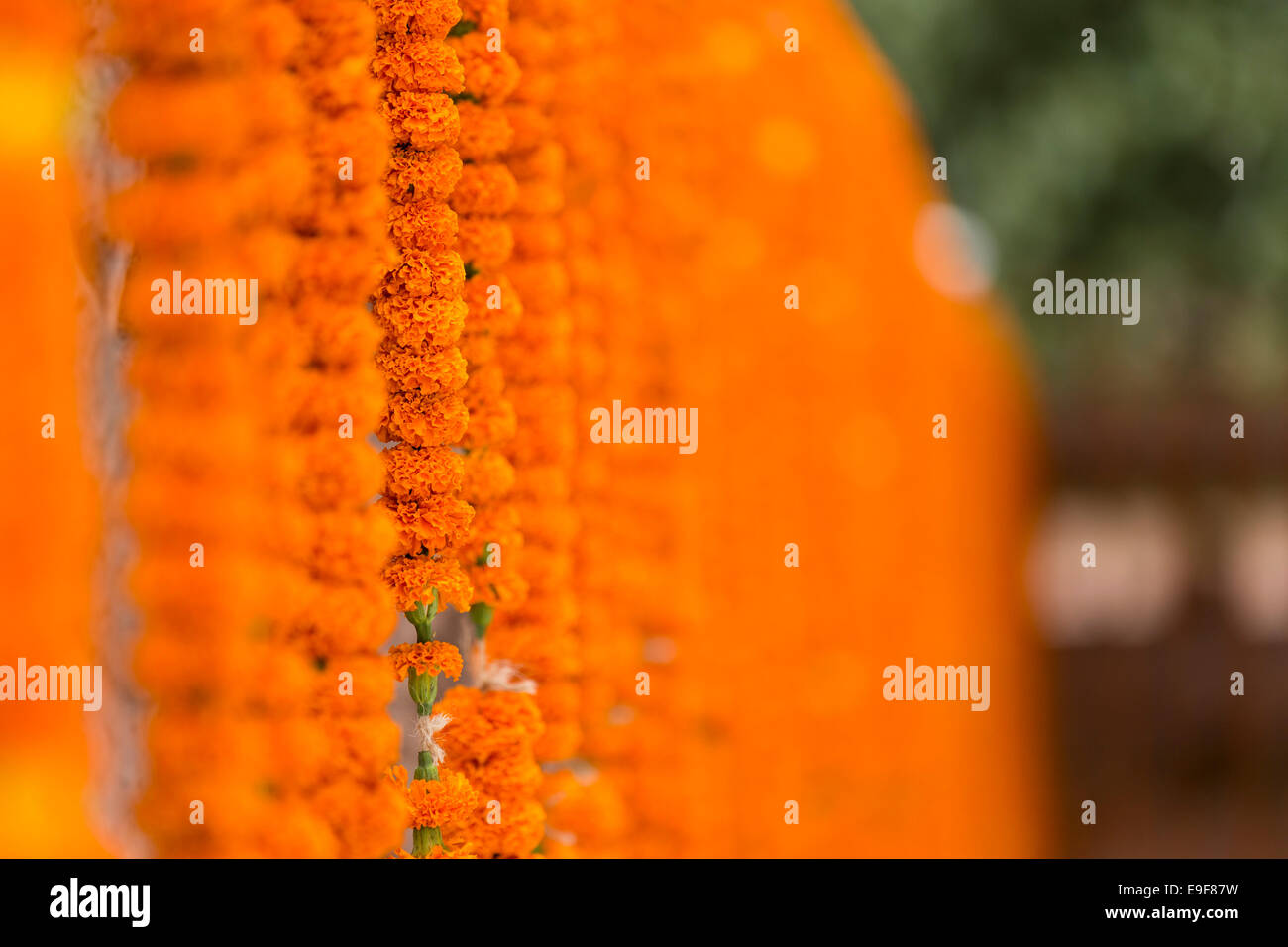 Garlands of orange flowers, Mahabodhi Temple, Bodhgaya, Bihar, India ...