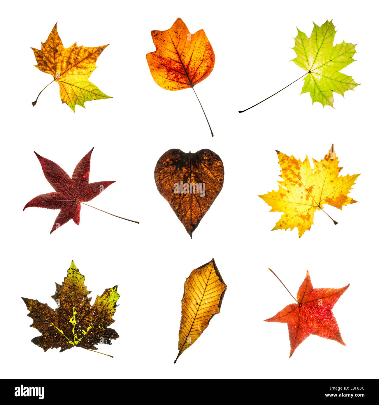 Trees colorful leaves in Cut Out Stock Images & Pictures - Alamy