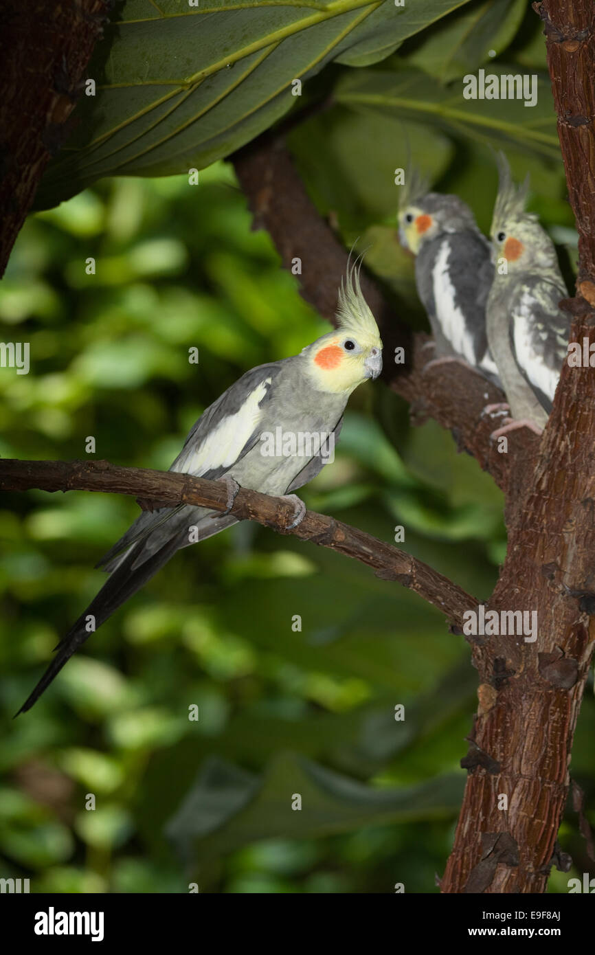 Parakeets head hi-res stock photography and images - Alamy