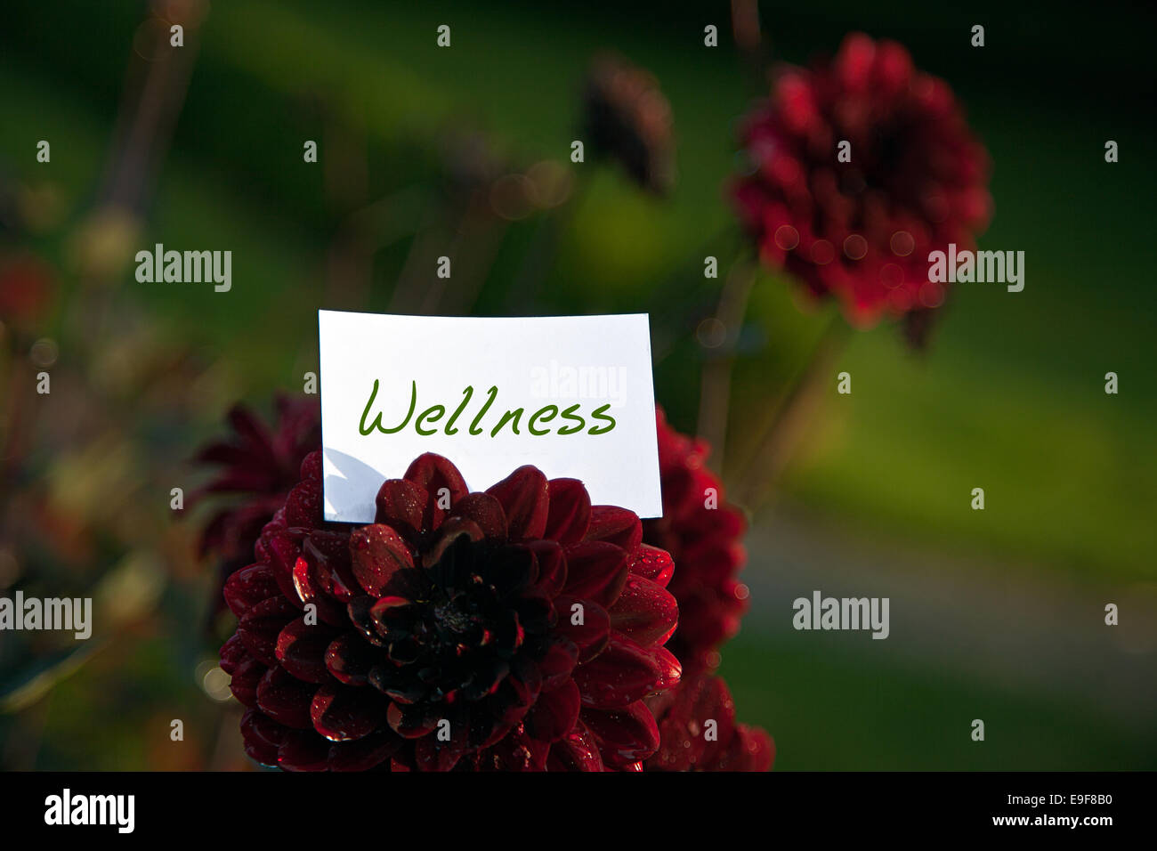 The word Wellness on paper in a flower Stock Photo - Alamy