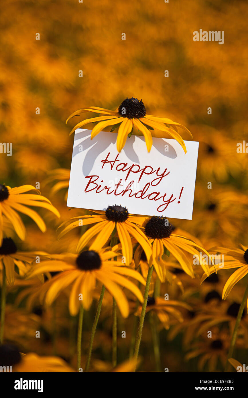 Happy Birthday! in a field of flowers Stock Photo - Alamy