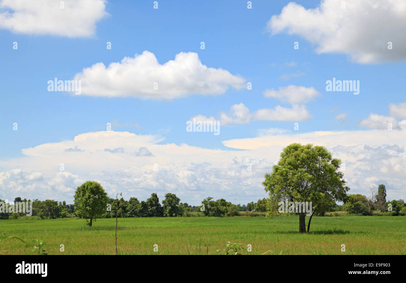 Economical tree hi-res stock photography and images - Alamy