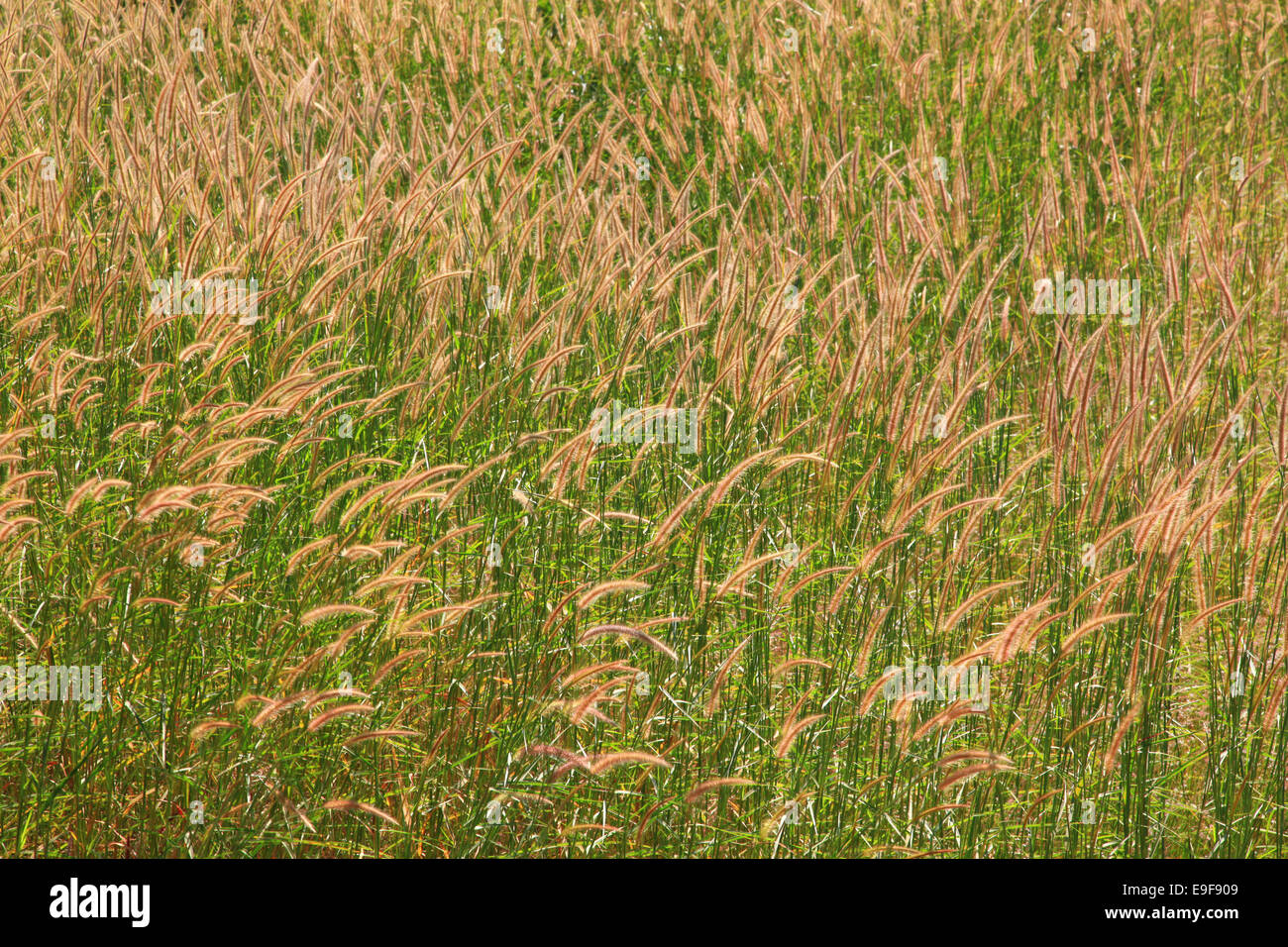 Field meadows hi-res stock photography and images - Alamy