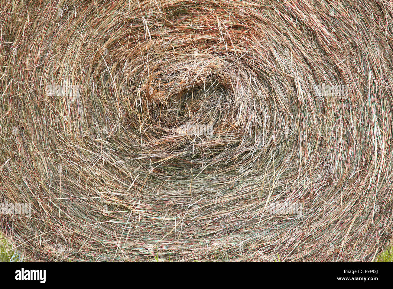texture of dry round bale of straw grass Stock Photo - Alamy