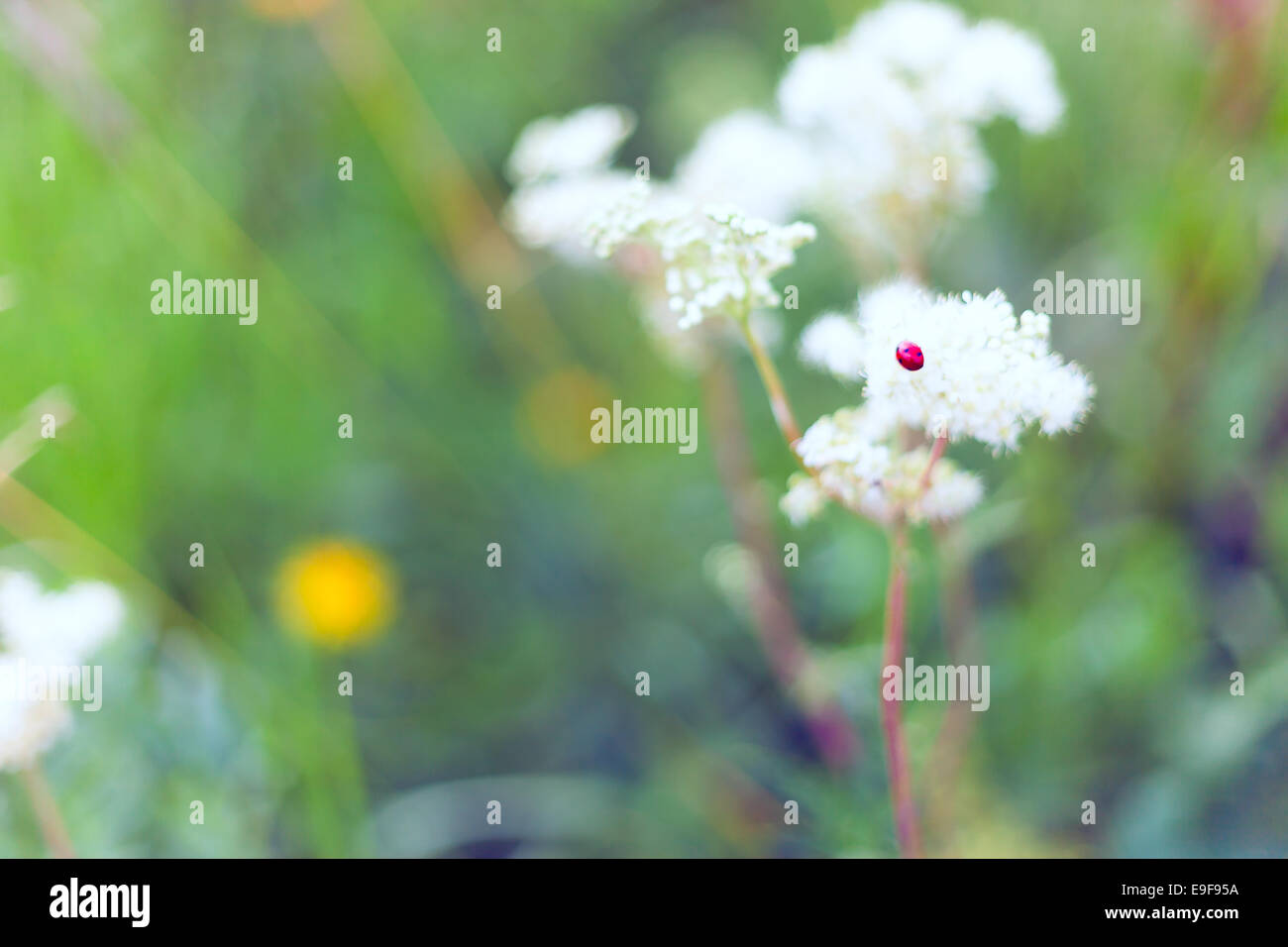 Insect (ladybug) on a flower Stock Photo - Alamy