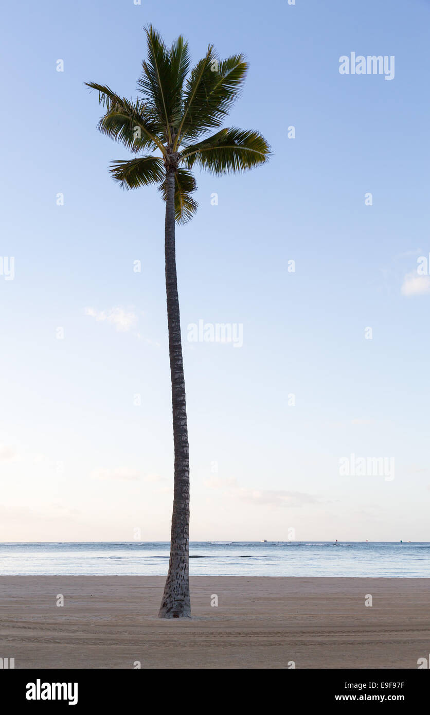 Single straight palm tree on sandy beach Stock Photo - Alamy