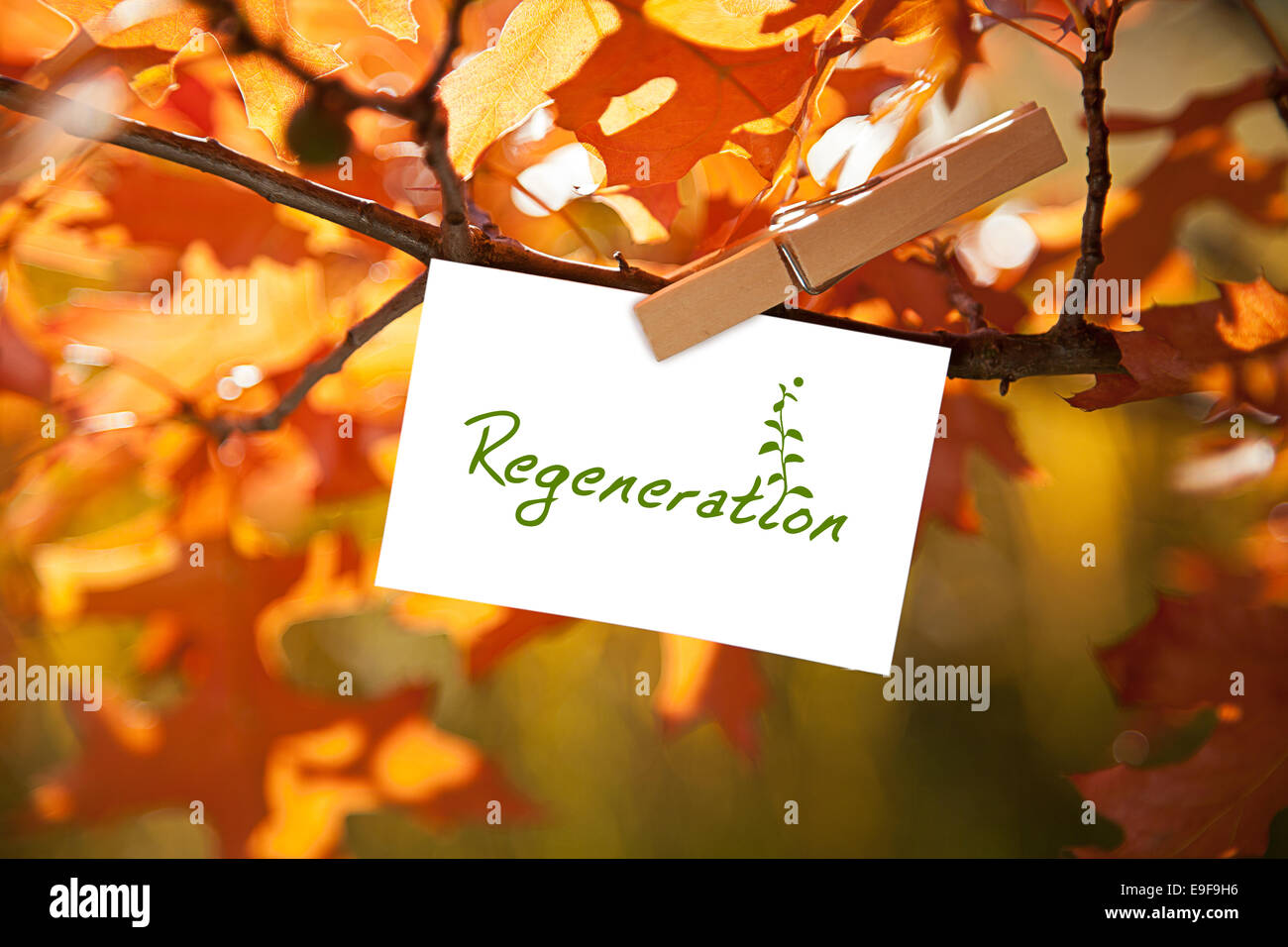The word Regeneration attached to a tree Stock Photo - Alamy