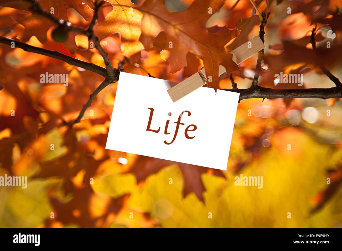 The word Life“ attached to a tree Stock Photo - Alamy