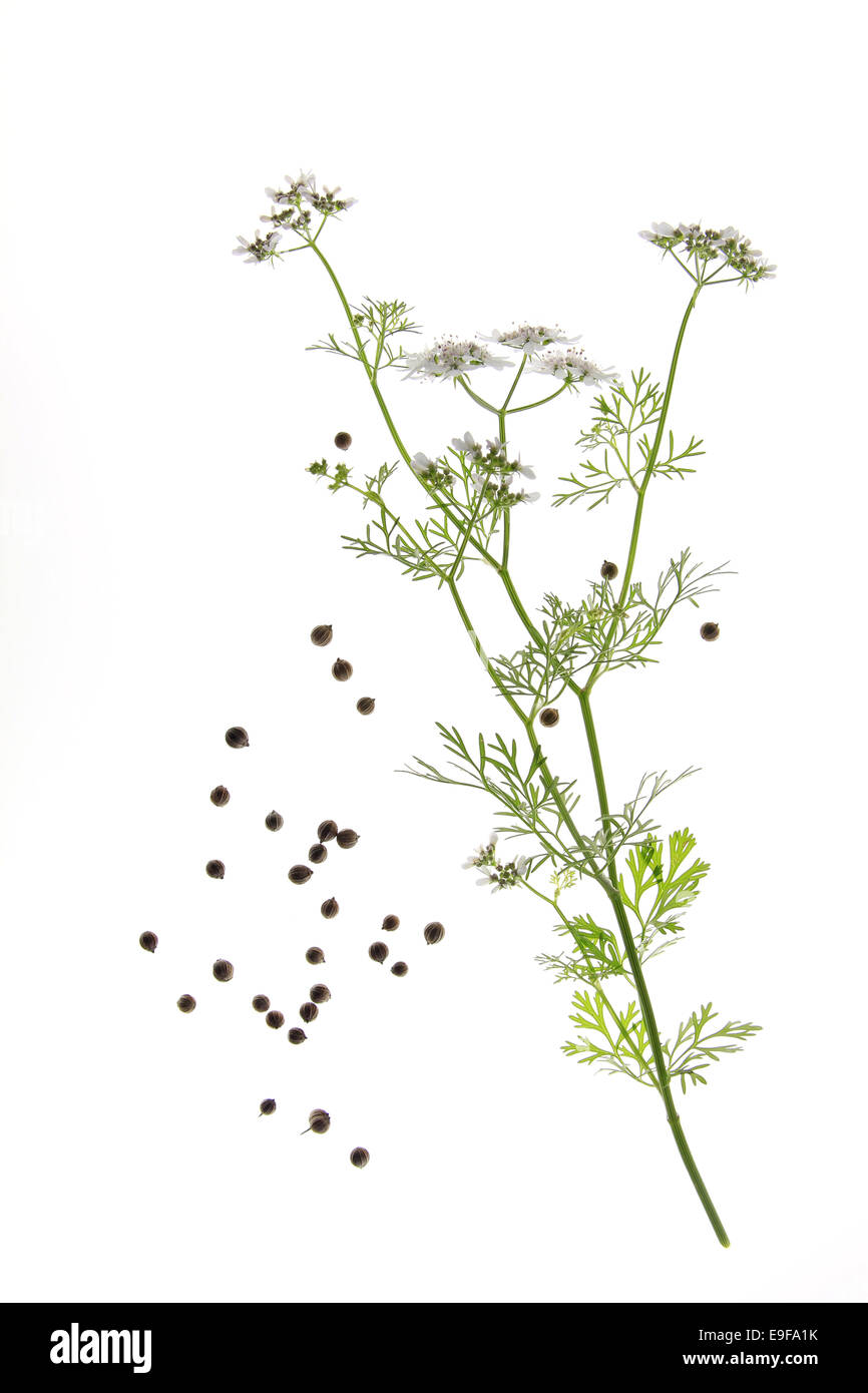 Coriander (Coriandrum sativum Stock Photo - Alamy