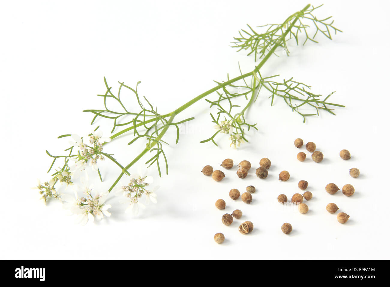 Coriander (Coriandrum sativum Stock Photo - Alamy