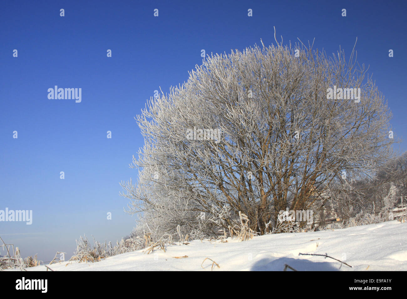 Hoar frost hi-res stock photography and images - Alamy