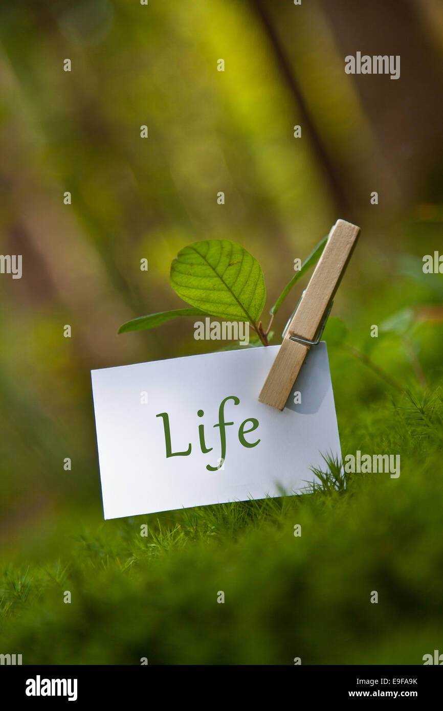 Origin of the word paper hi-res stock photography and images - Alamy