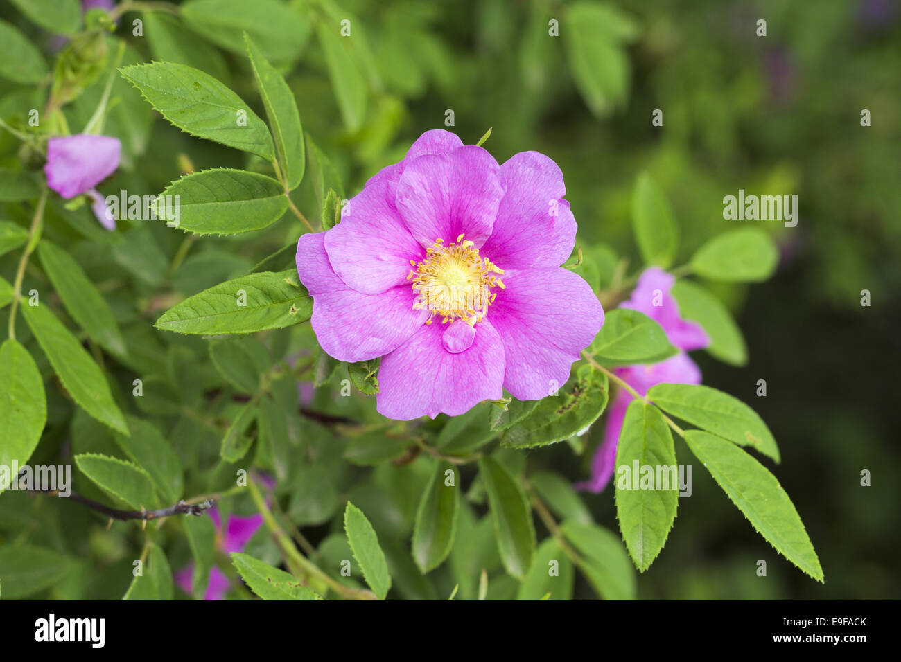 Wild rose: flowers and leaves Stock Photo - Alamy